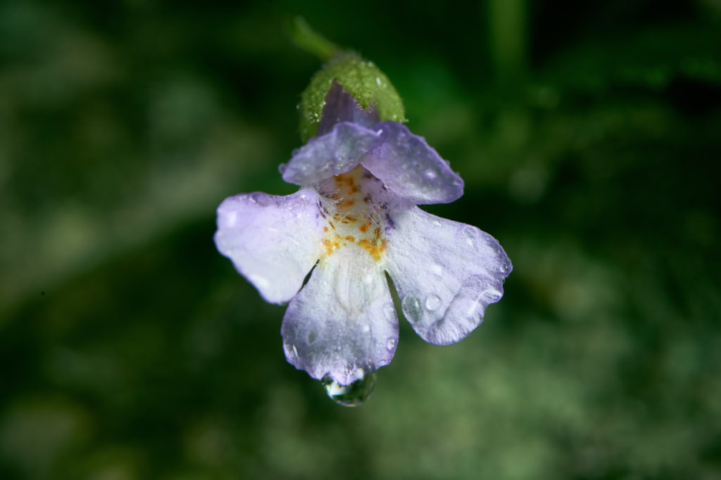 Why The Miraculous Orpheus Flower Might Be Skincare’s Fountain Of Youth